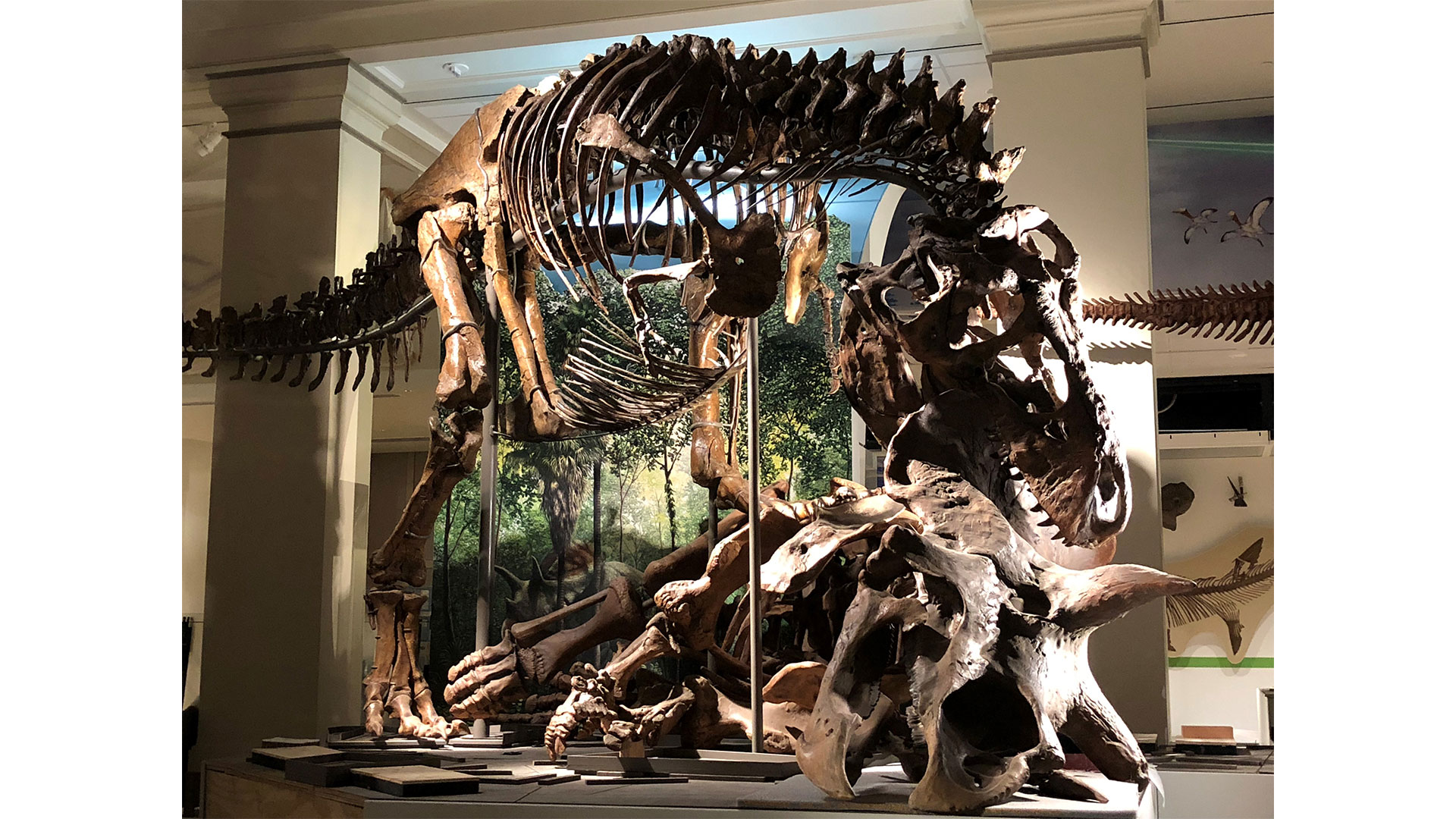 Radiometric Dating Dinosaur Fossils – Telegraph Radiometric Dating Dinosaur Fossils – Telegraph