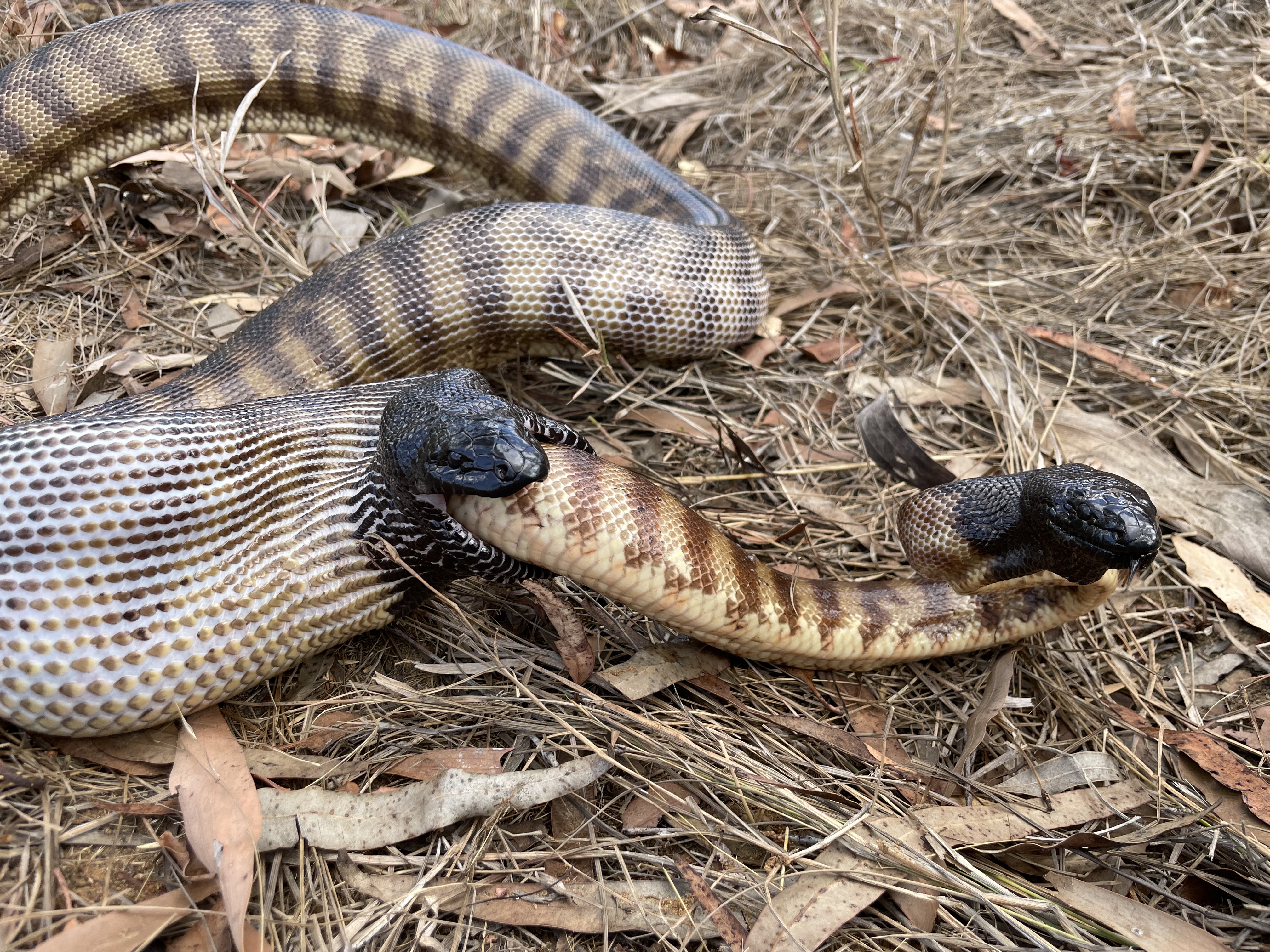 Cannibalism Among Snakes Is Far More Widespread Than Previously Thought