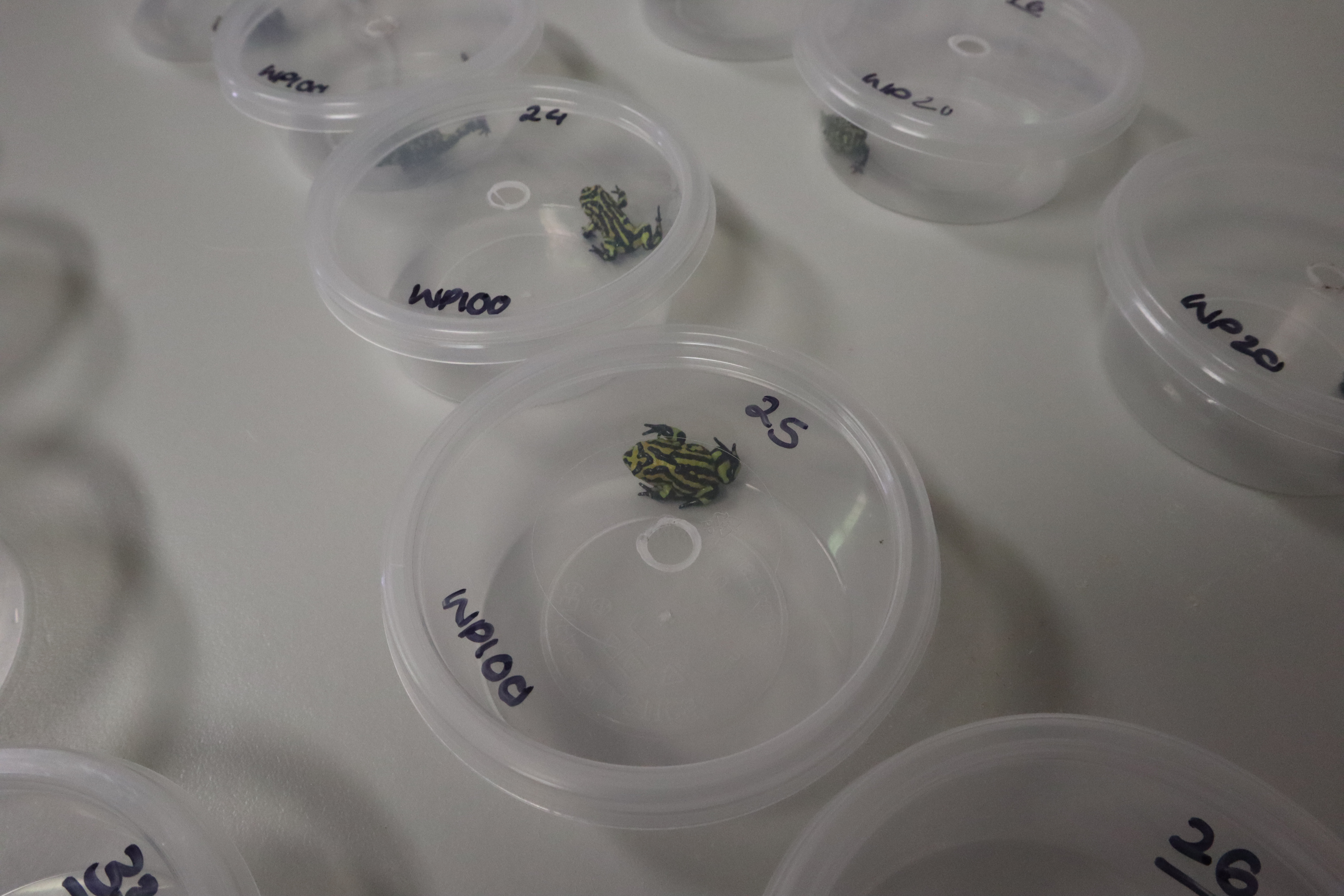 Three Stunning Ways Biologists Aim to Edit Animal and Plant Genes to ...
