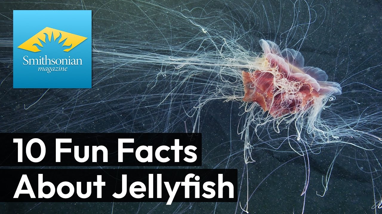 10 Fun Facts About Jellyfish Smithsonian Magazine