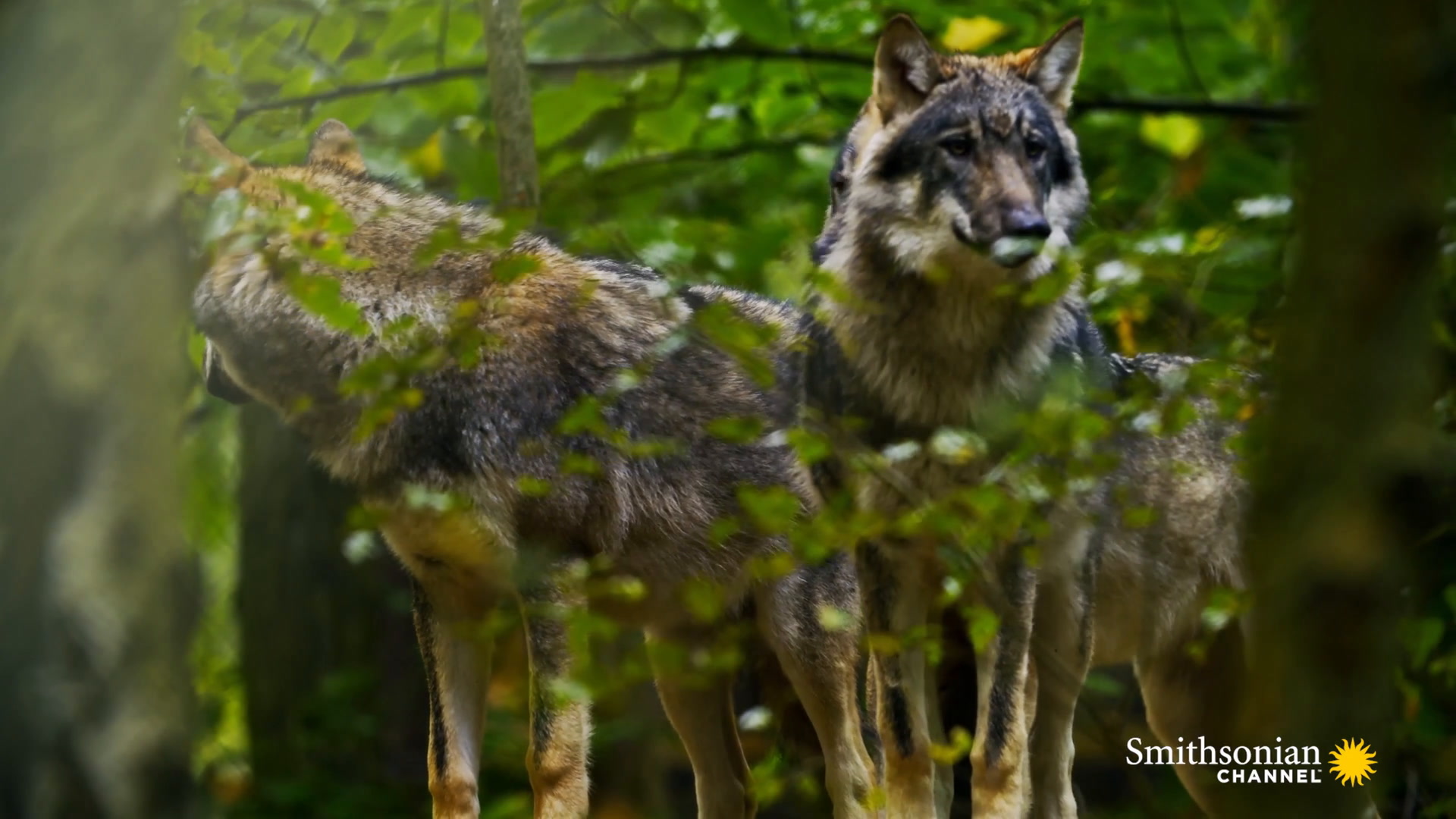How Wolves Use Complex Body Language to Communicate Smithsonian Magazine