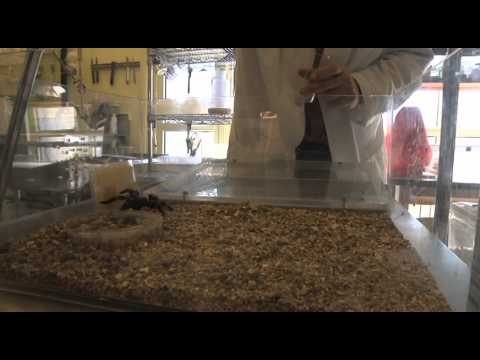 Tarantula Attack Smithsonian Magazine