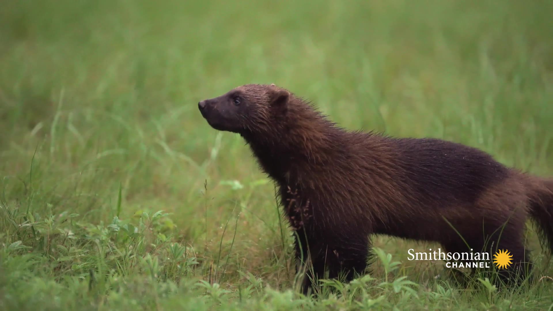 This Wolverine Lives Up to Her Latin Name Smithsonian Magazine