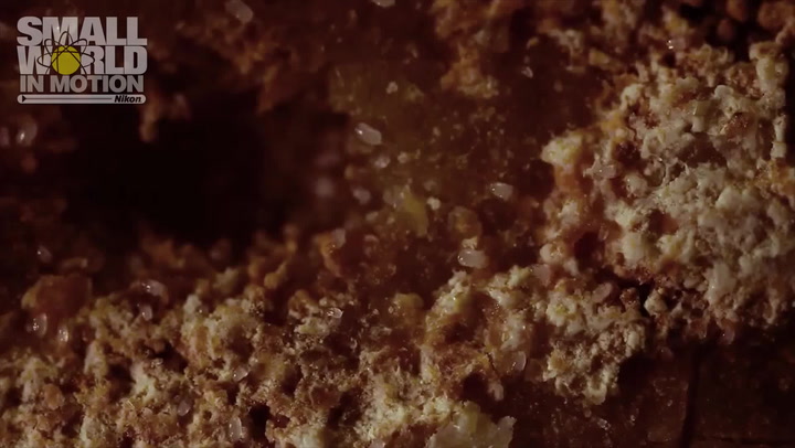 Cheese Mites - Dr. Scott Chimileski Smithsonian Magazine