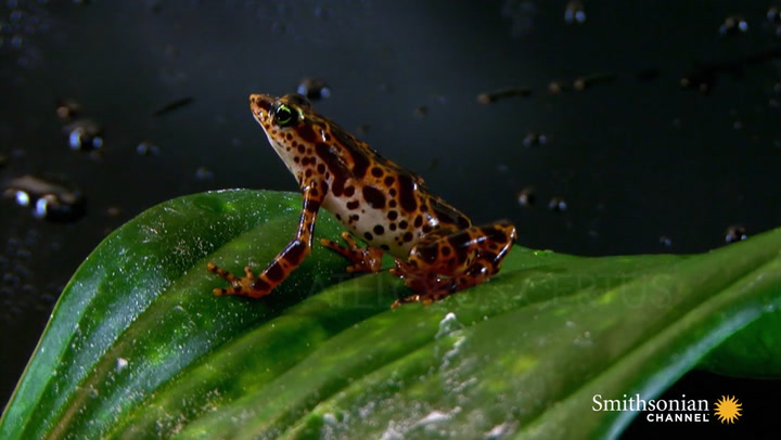 The Invisible Enemy Wiping Out Entire Species of Frogs Smithsonian Magazine