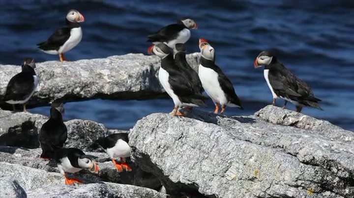 Saving the Puffins Smithsonian Magazine