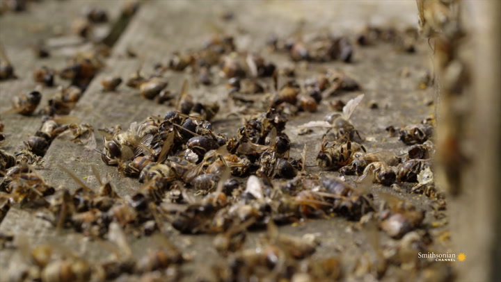 The First Job Bees Have in Spring Is Grim Smithsonian Magazine