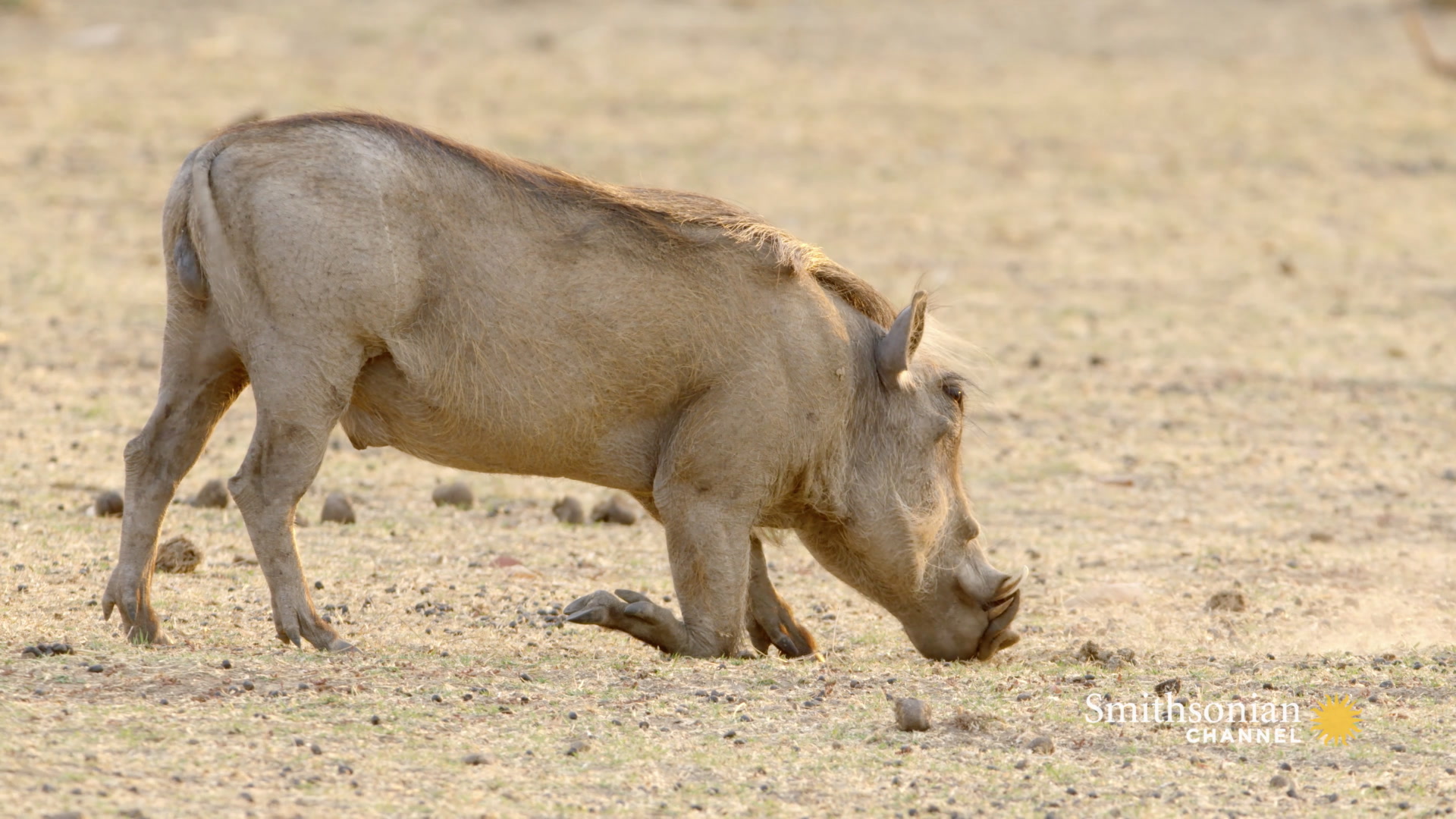 Warthogs Have the Tools to Survive in a Drought Smithsonian Magazine