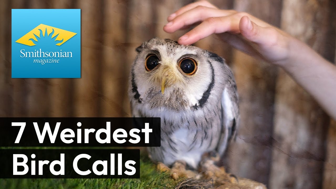 7 Weirdest Bird Calls Smithsonian Magazine