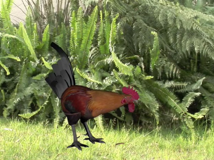 A Tidbitting Rooster Smithsonian Magazine