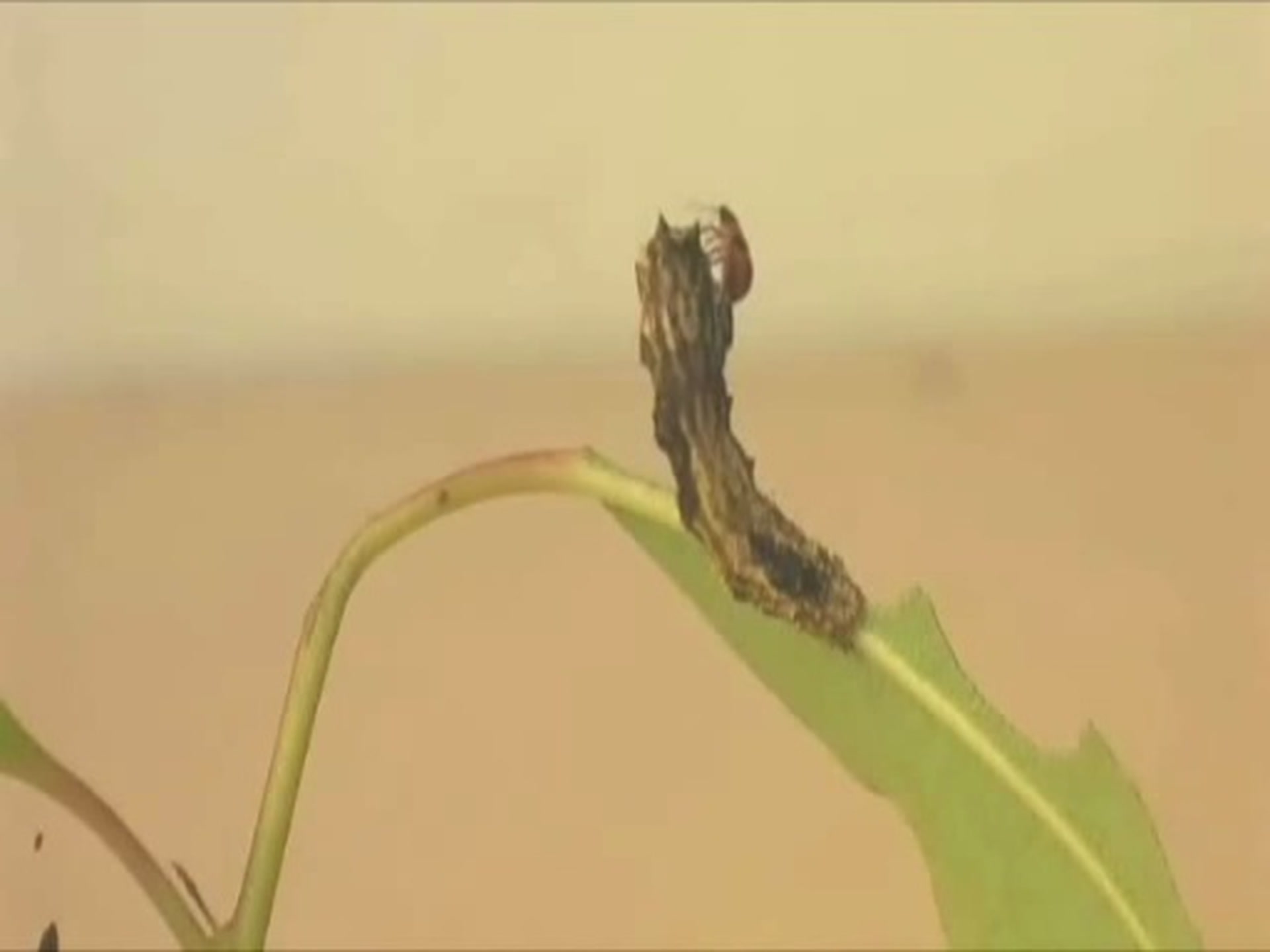 Zombie Caterpillar Smithsonian Magazine