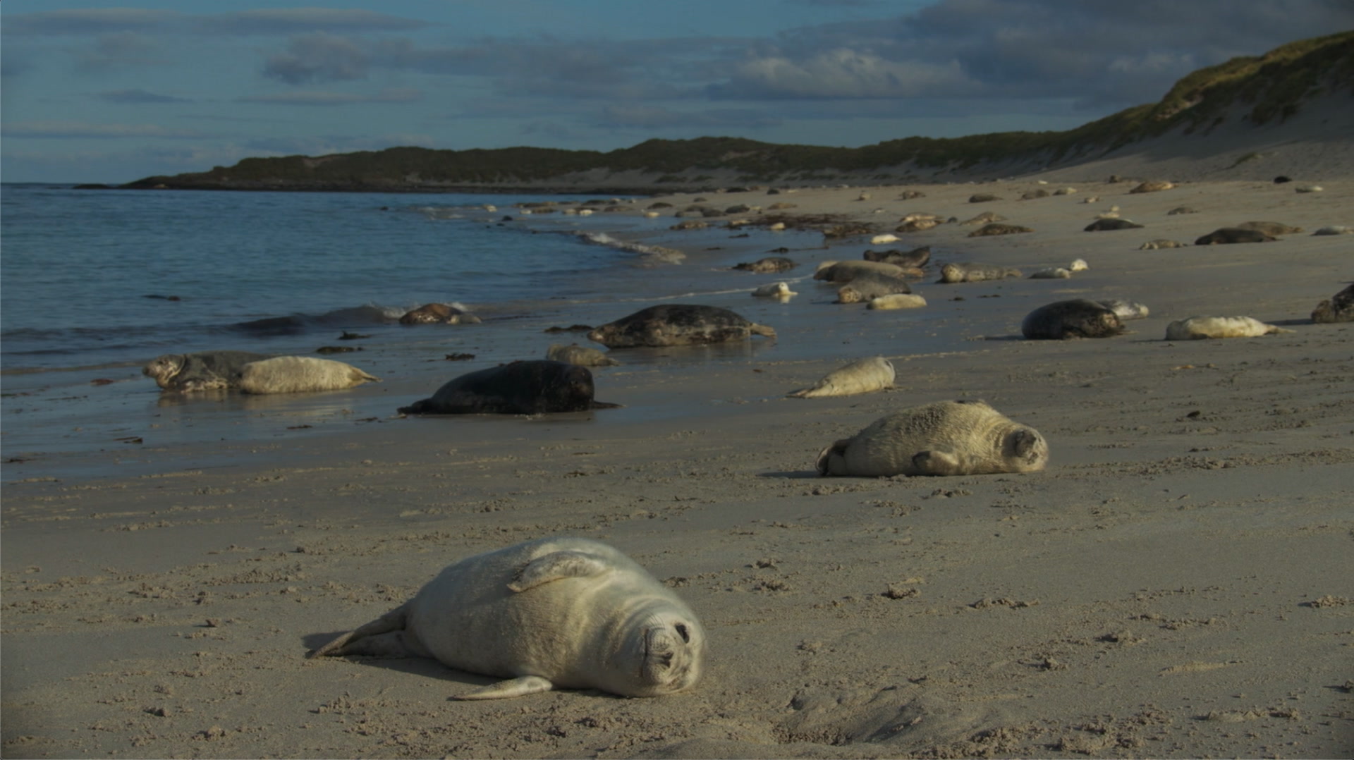 The Grey Seal Pupping Season in Scotland Is Spectacular Smithsonian ...