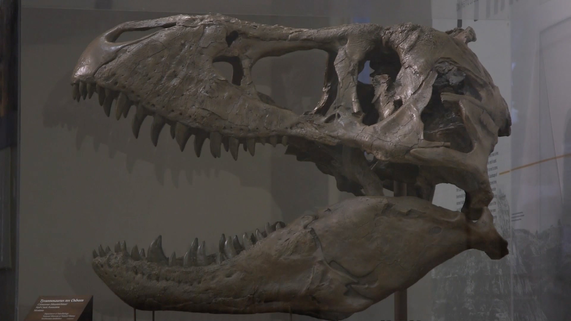 The T-Rex's Journey to D.C Smithsonian Magazine