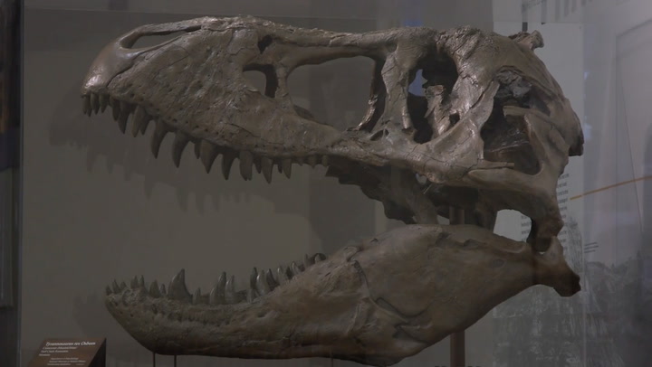 The T-Rex's Journey to D.C Smithsonian Magazine
