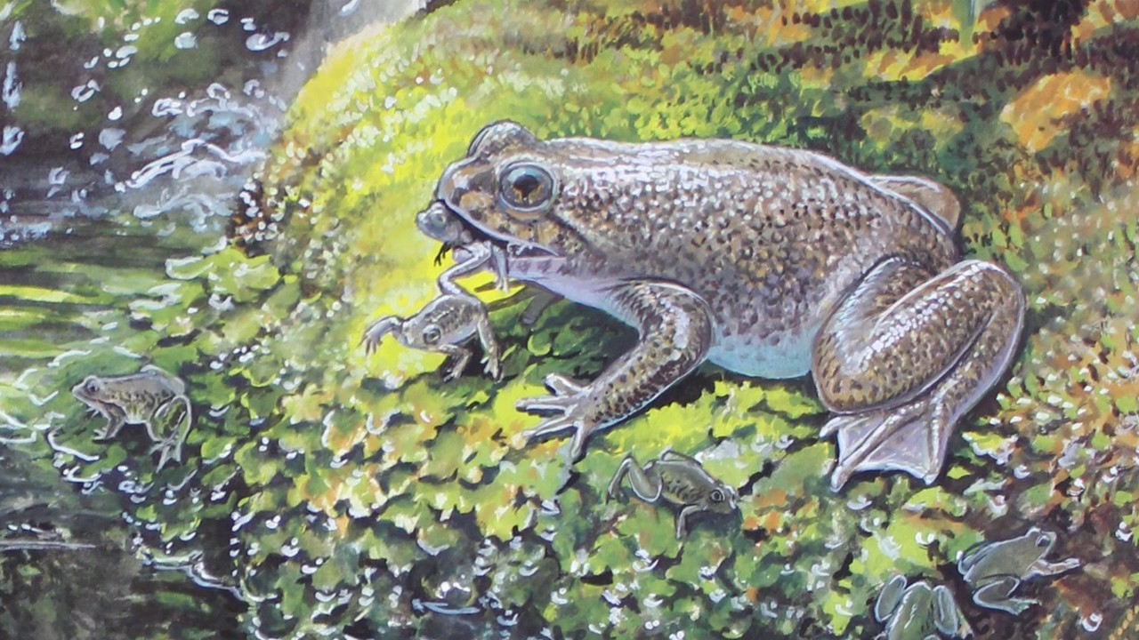 SmartNews: Extinct Frog Resurrected Smithsonian Magazine
