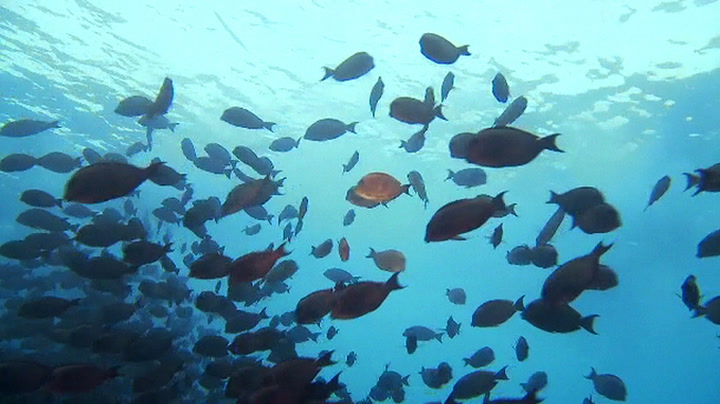 The Surgeon Fish Goes to School Smithsonian Magazine