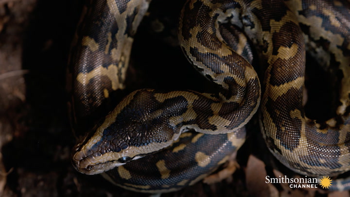 Two African Rock Pythons Hone in on Their First Kills Smithsonian Magazine
