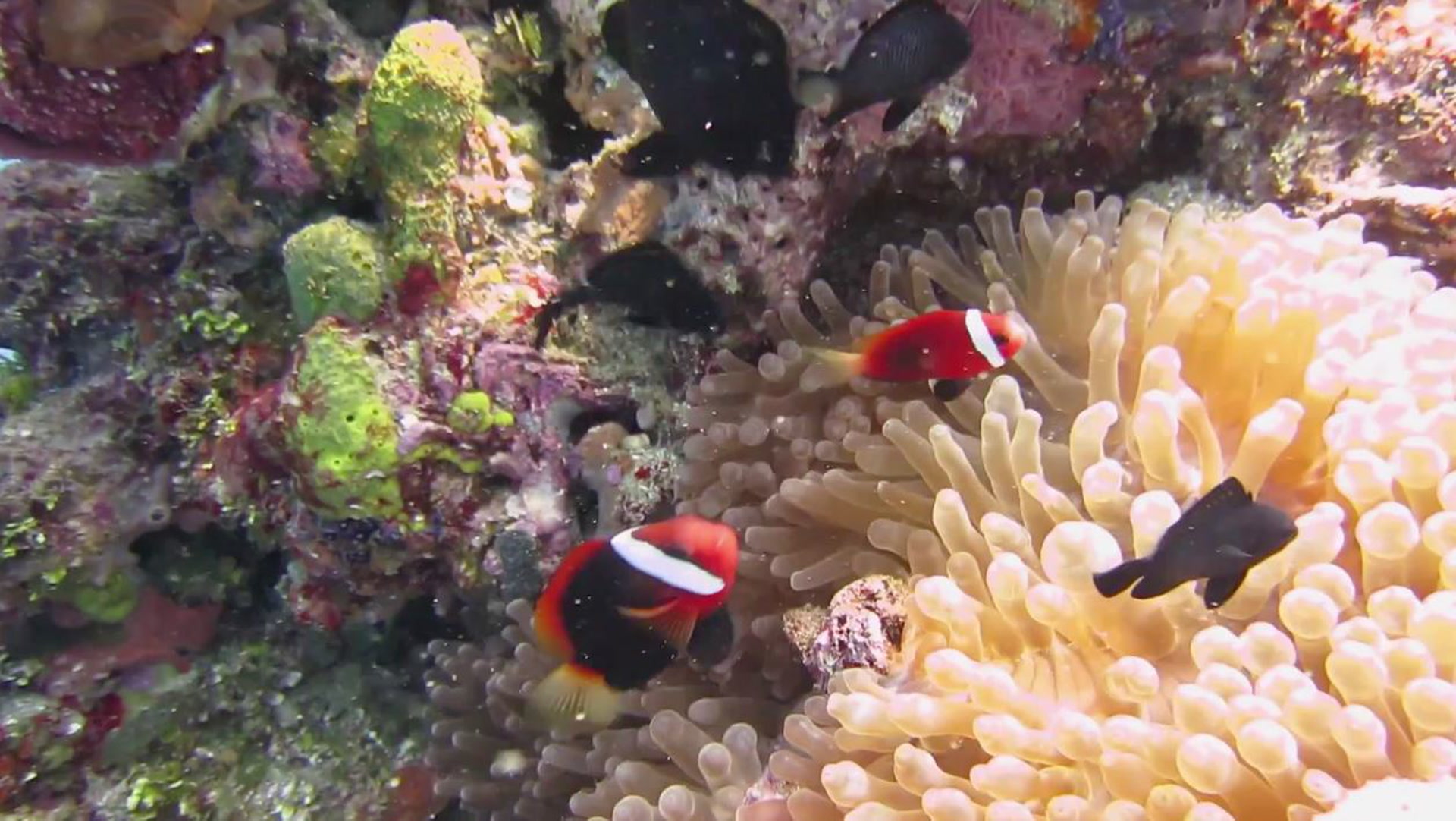 Weird Science: Gender Bending Fish Smithsonian Magazine