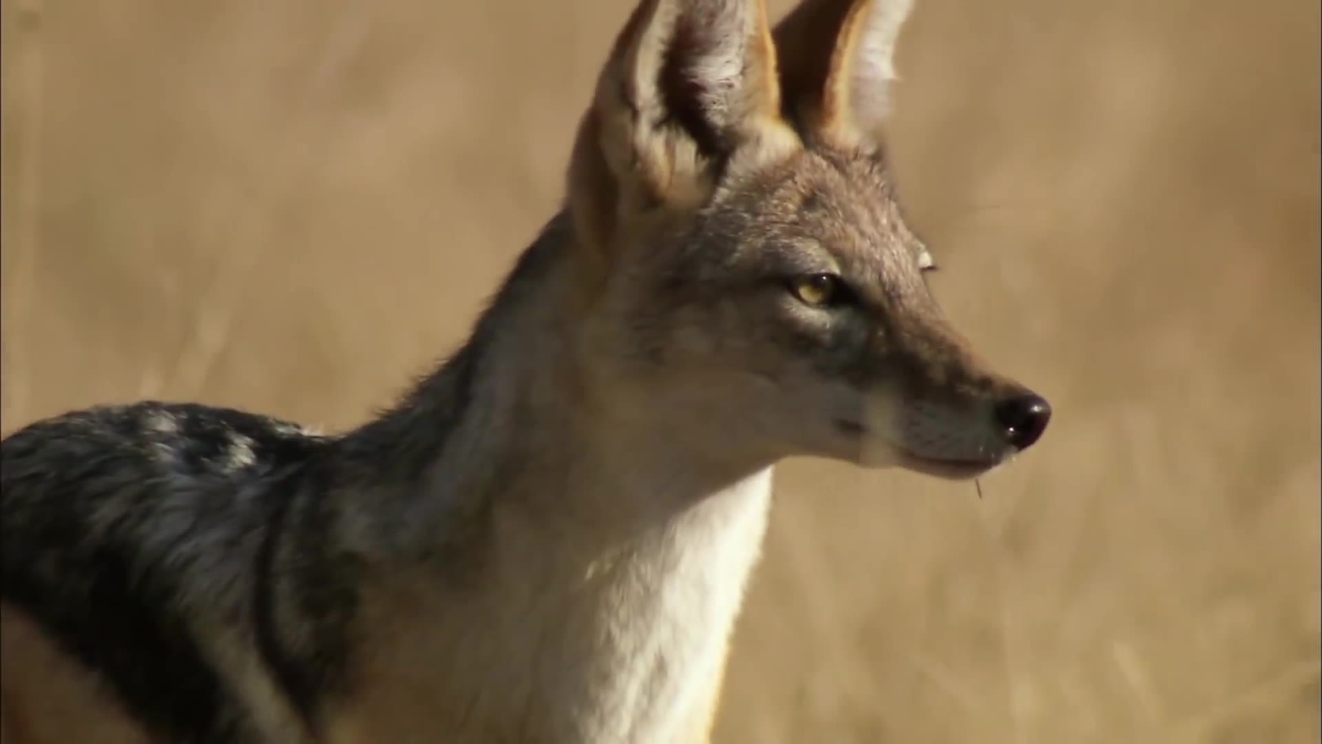 Fierce African Solo Predators Smithsonian Magazine