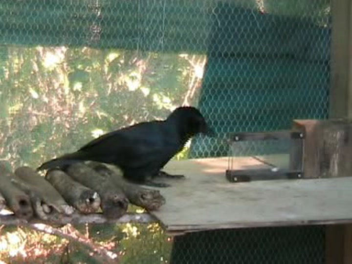 One Smart Crow Smithsonian Magazine