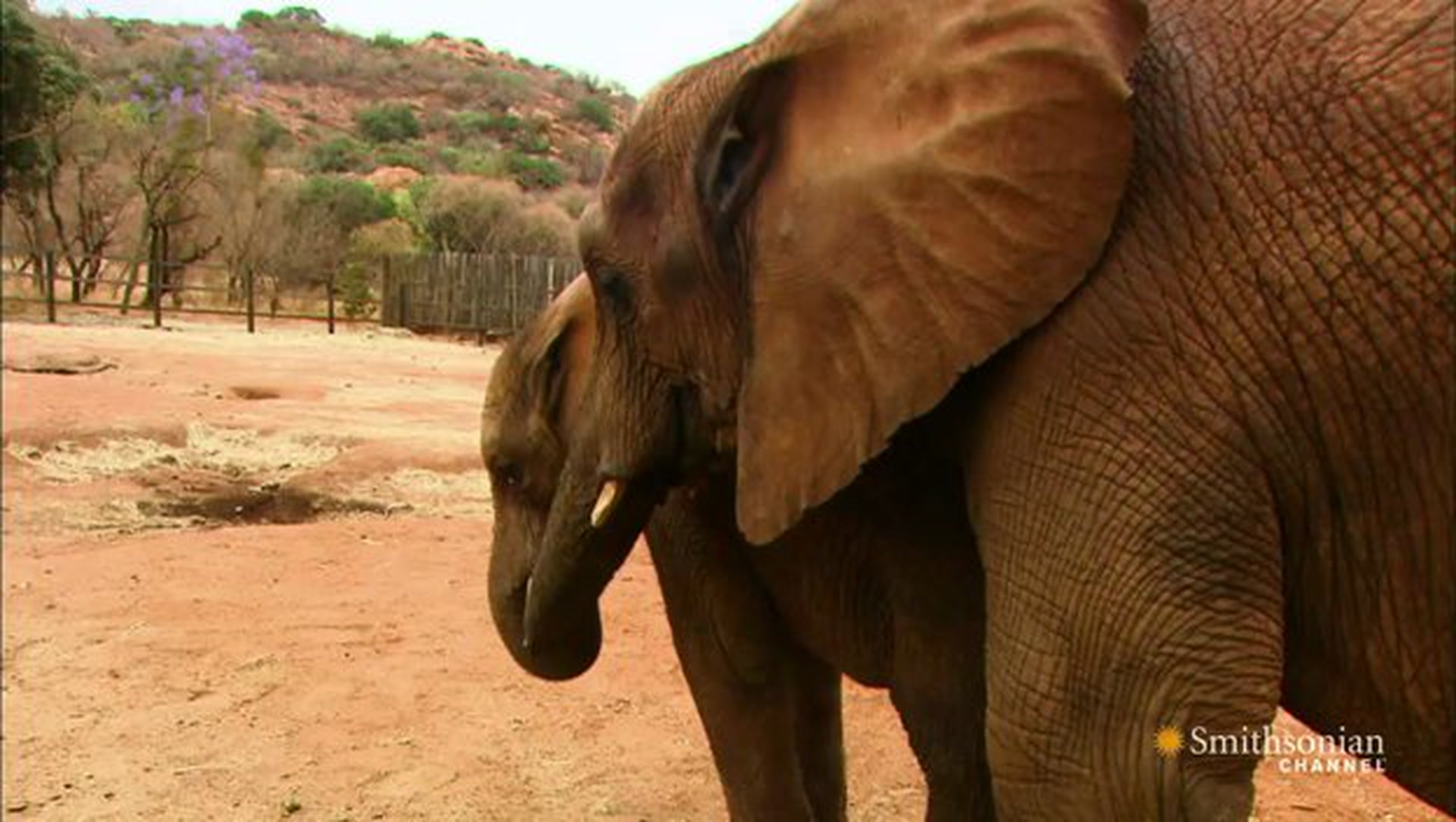 Elephant Training Games Smithsonian Magazine