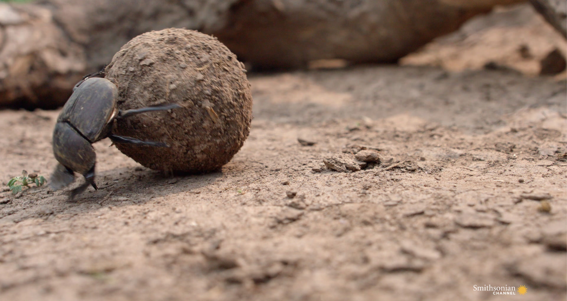 Is This African Insect the Strongest in the World? Smithsonian Magazine