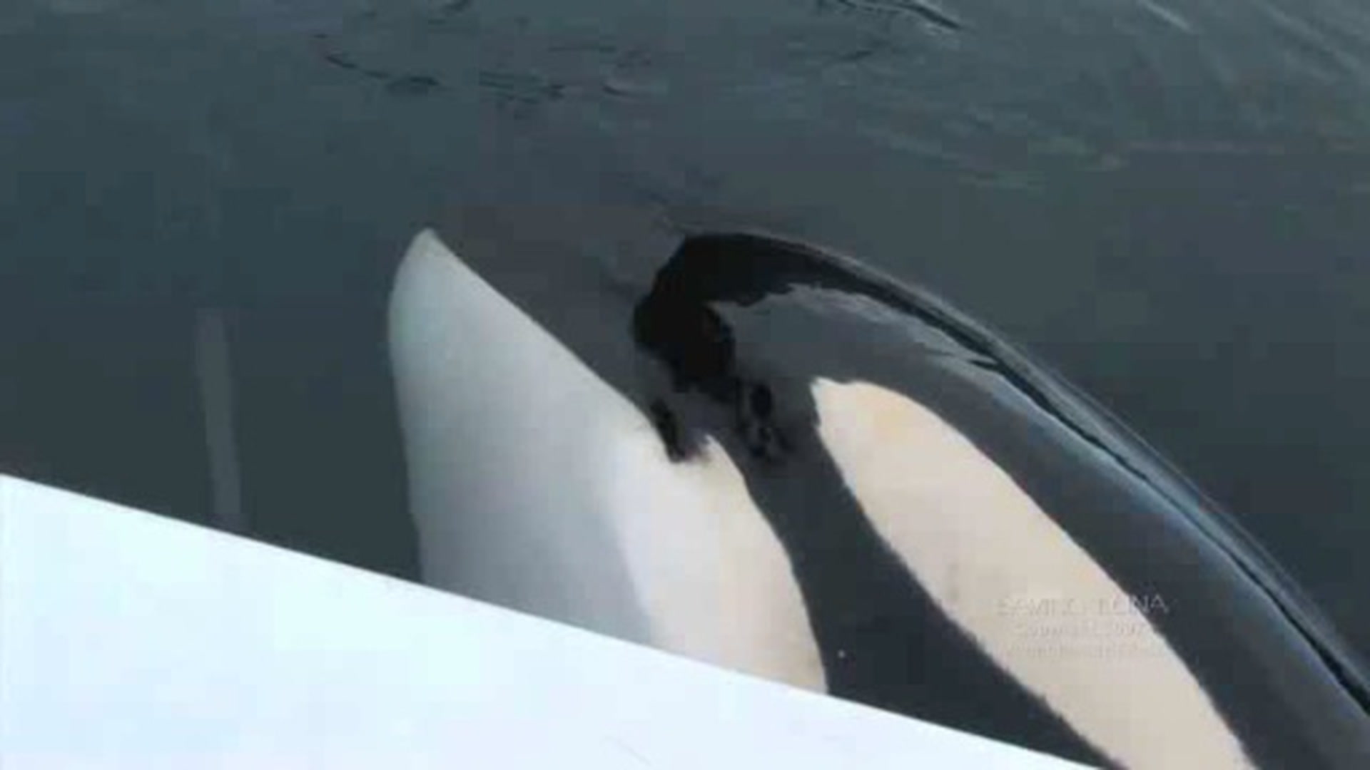 Saving Luna Smithsonian Magazine