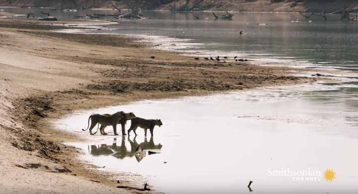 Young Lions Try to Cross Crocodile-Infested Waters Smithsonian Magazine