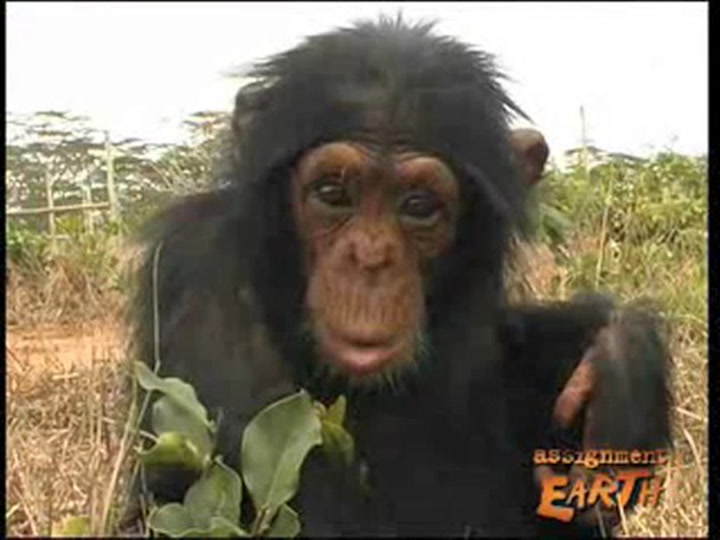 African Ape Smuggling Smithsonian Magazine