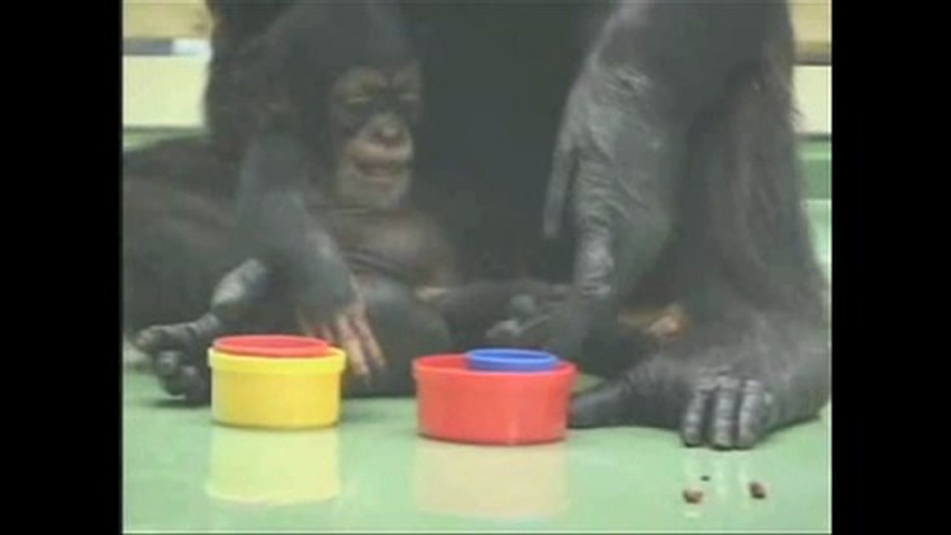How Chimpanzees Learn Smithsonian Magazine