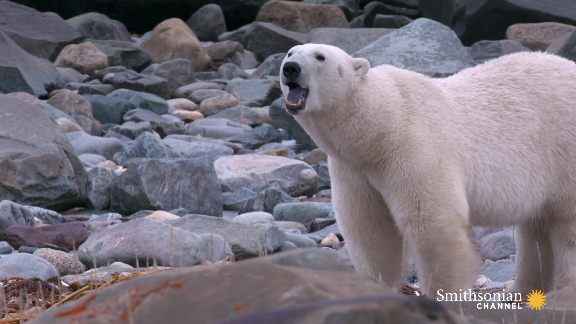 A Polar Bear's Diet Consists of Anything Edible Smithsonian Magazine