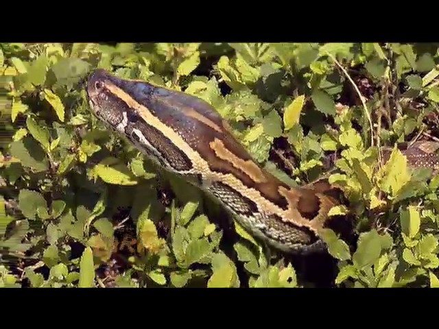 Monster Snakes in the Florida Everglades Smithsonian Magazine