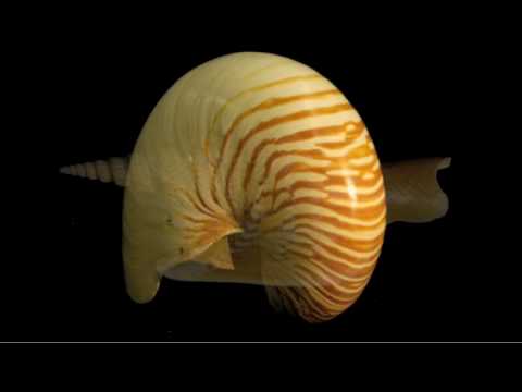 The Magnificent Shells of the Smithsonian Smithsonian Magazine
