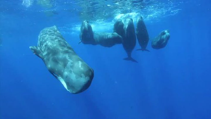 The Sounds of the Sperm Whale Smithsonian Magazine