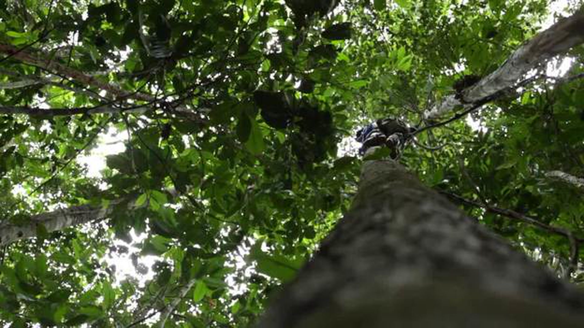 Discovering New Species in the Amazon Smithsonian Magazine