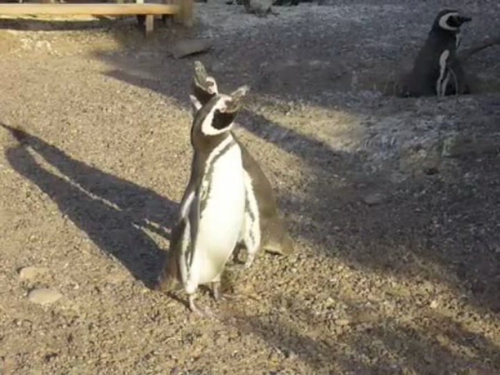 The Bray of the Wild Penguin Smithsonian Magazine