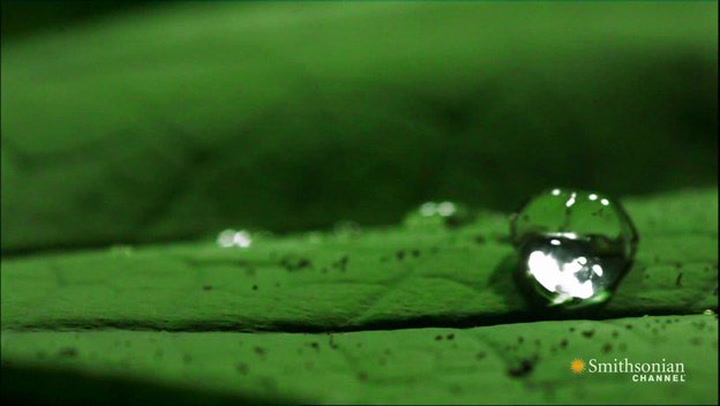 Nature Inspires Water Resistant Clothes Smithsonian Magazine