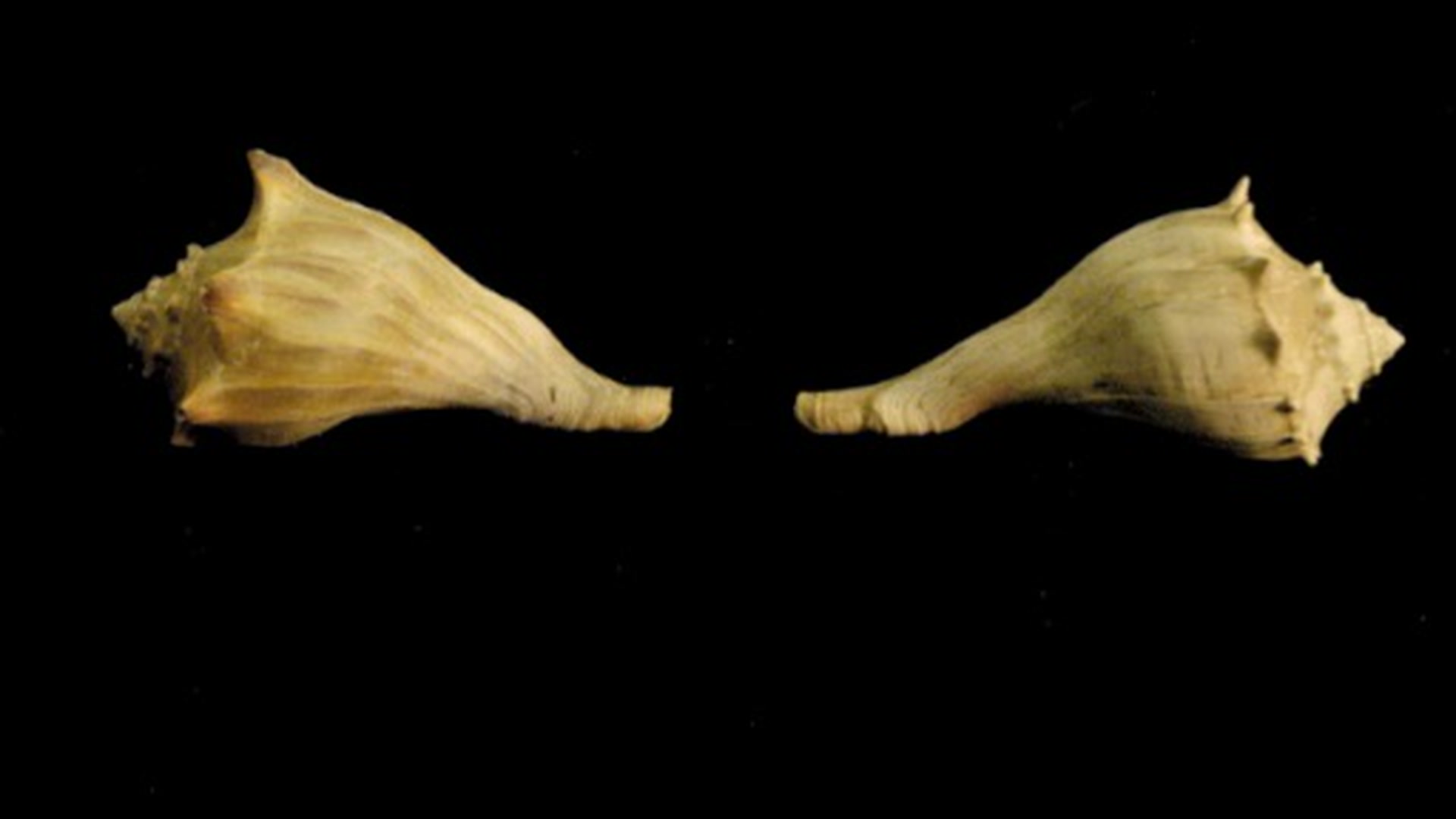 The Magnificent Shells of the Smithsonian Smithsonian Magazine