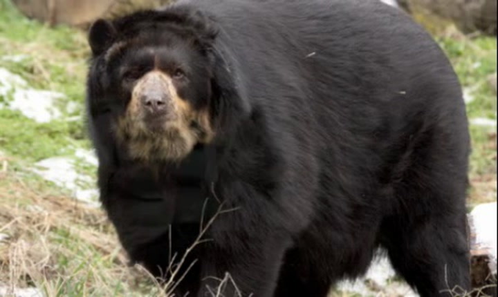 Tackling Obesity at the National Zoo Smithsonian Magazine