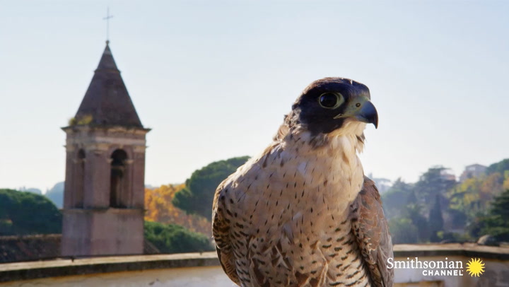 How the Fastest Animal on Earth Attacks Its Prey Smithsonian Magazine