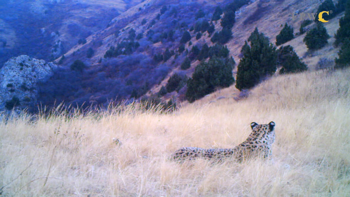 Caucasian Leopard in the Caucasus Wildlife Refuge Smithsonian Magazine