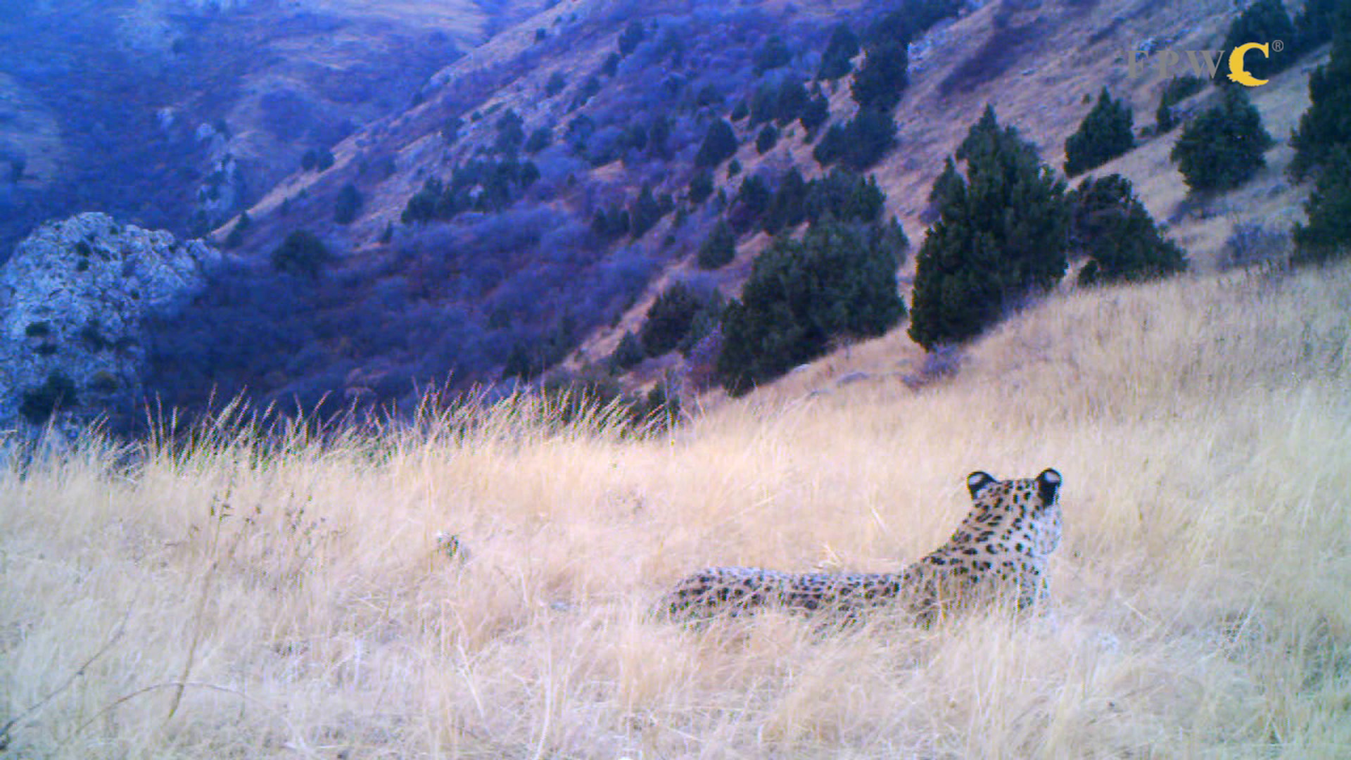 Caucasian Leopard in the Caucasus Wildlife Refuge Smithsonian Magazine