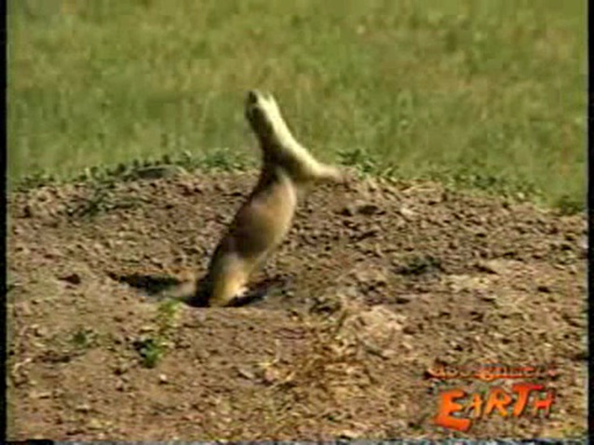 The Battle Over Prairie Dogs Smithsonian Magazine