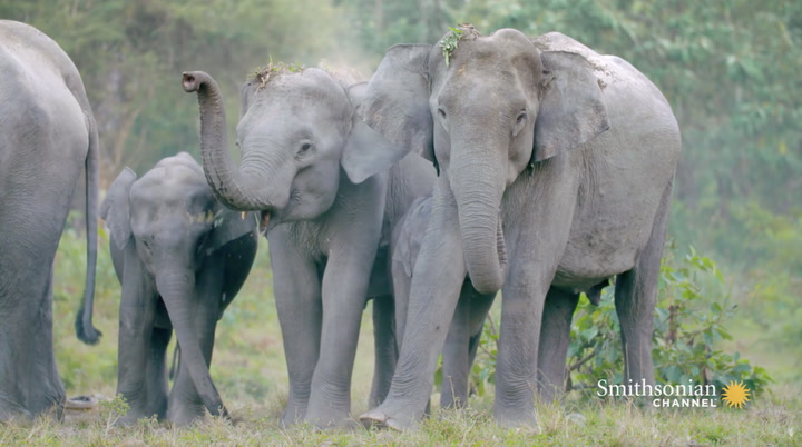 This Salt Lick Doubles as a Reunion Spot for Elephants Smithsonian Magazine