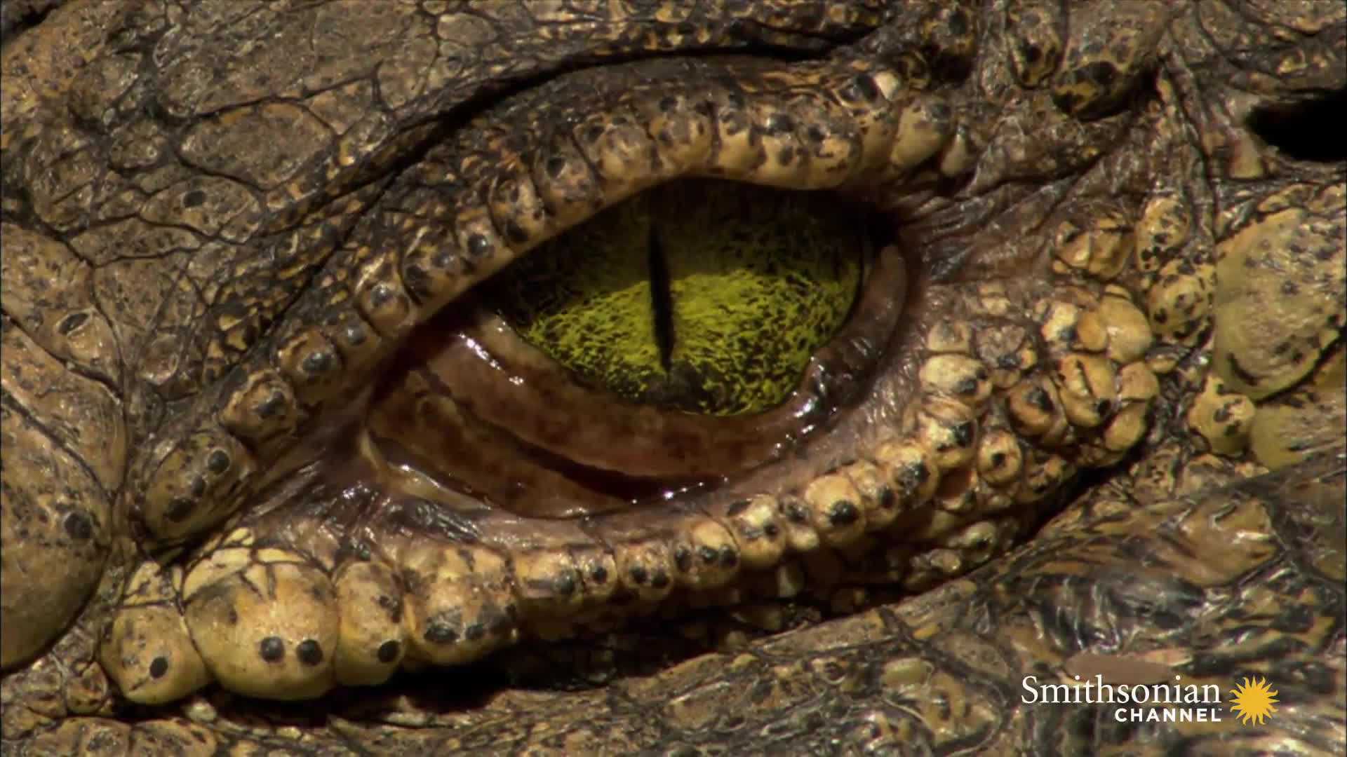 Astounding Facts About Crocodile Eyes Smithsonian Magazine