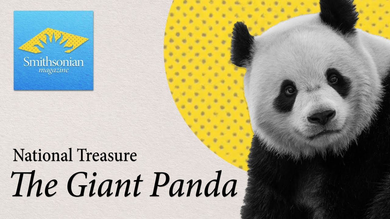 National Treasure: The Giant Panda Steals Hearts (and Bamboo) at the ...
