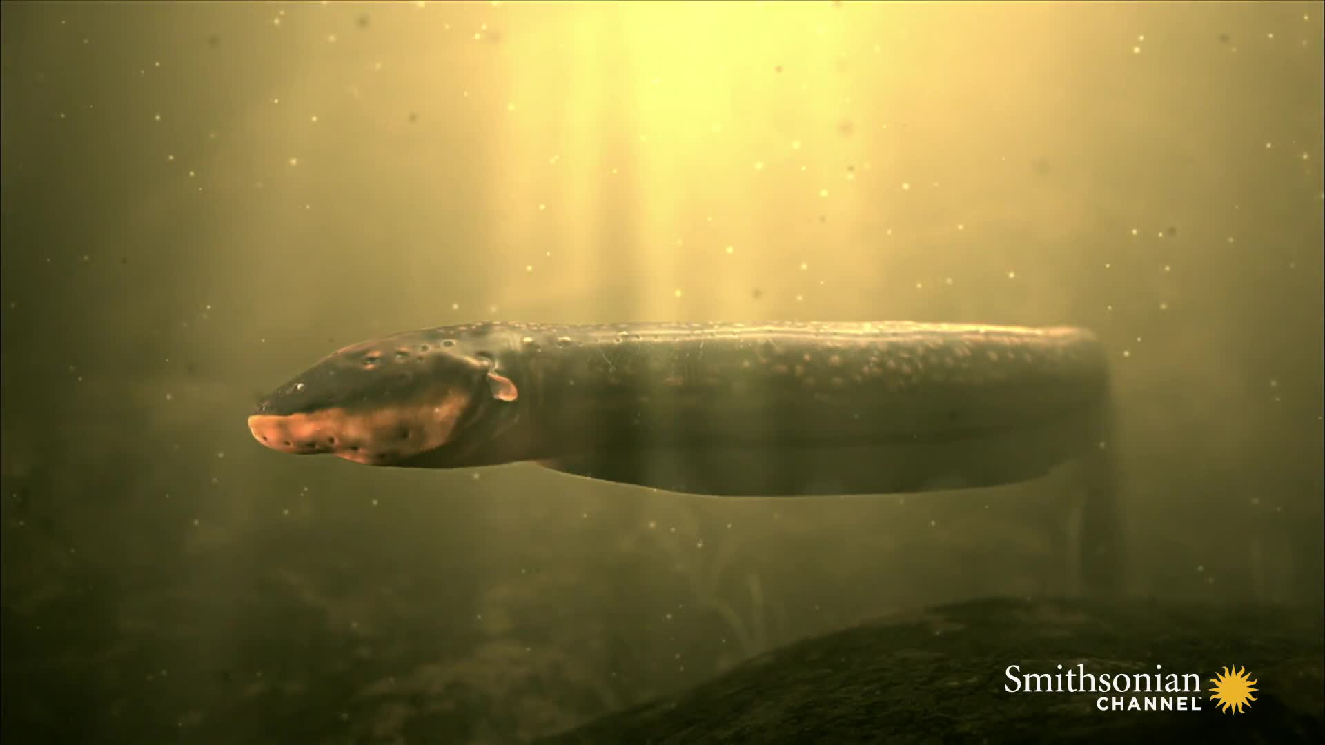You Do Not Want to Get Tased by This Eel Smithsonian Magazine