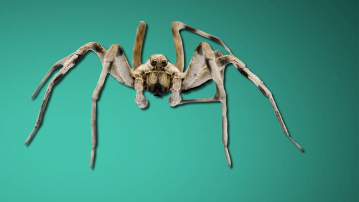 Ask Smithsonian: How Do People Get Phobias? Smithsonian Magazine
