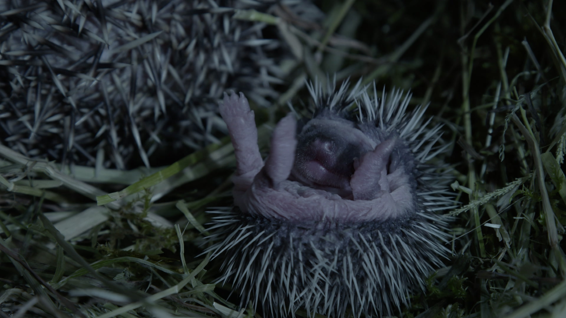 Baby Hedgehog Quills Don’t Harden Right Away Smithsonian Magazine