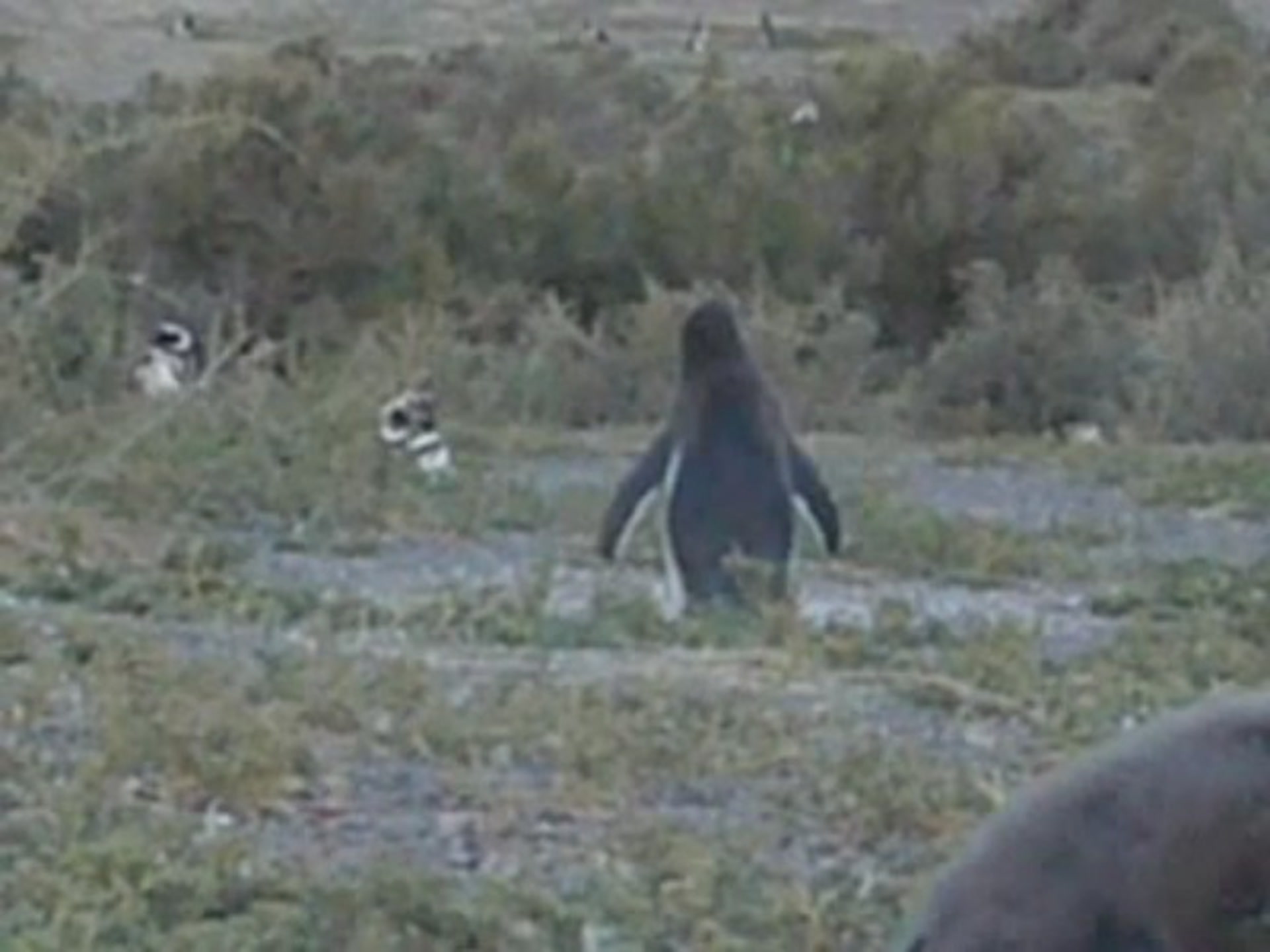 Flapping Their Wings Smithsonian Magazine